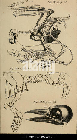 *Die menschliche Hand und ihre Eigenschaften* (1836) is a detailed ...