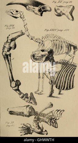 *Die menschliche Hand und ihre Eigenschaften* (1836) is a detailed ...
