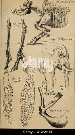 'Die menschliche Hand und ihre Eigenschaften' (1836) is a German work ...