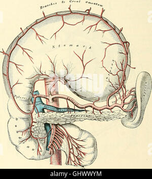 *Anatomy, Descriptive and Surgical* (1897) provides a comprehensive ...