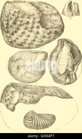 'Mesozoic Fossils' (1876) focuses on fossils from the Mesozoic era ...