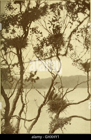 *Mutton Birds and Other Birds* (1914) is a study on mutton birds, along ...