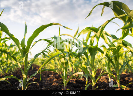 sunrise over the corn field Stock Photo - Alamy