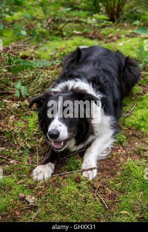 A cute Border Collie dog lying on a dry grass Stock Photo - Alamy