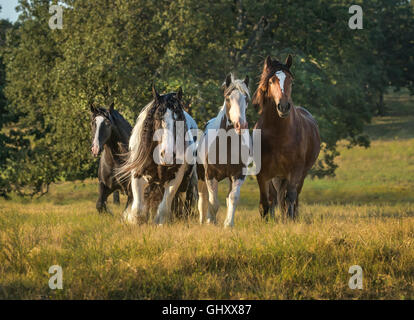Gypsy Vanner horse foal group running in paddock Stock Photo - Alamy