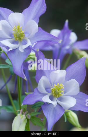 Columbine, Colorado's state flower Stock Photo - Alamy