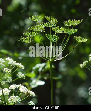 Roxborough State Park in Colorado covered with snow in winter Stock ...