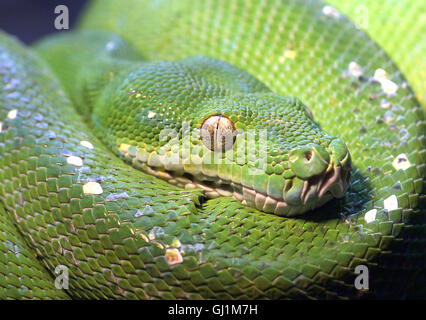 Southeast Asian Green tree python or Chondro (Morelia viridis), hanging ...