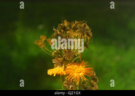 Burning bush Moses, seed capsule, dictamnus albus, dittany Stock Photo ...