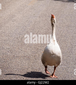 Aggressive White Goose Stock Photo - Alamy