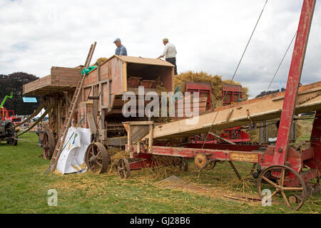 Men working Ransomes vintage AM54 threshing machine Countryfile Live ...