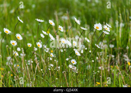 Group of camomile flowers in the nature Stock Photo - Alamy