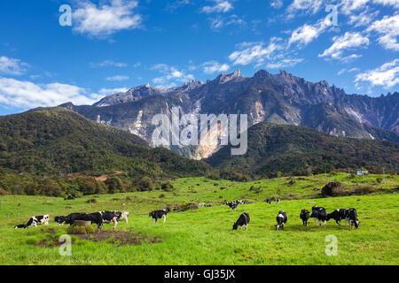 Rural Landscape With Grazing Cows And Kinabalu Mountain At Background