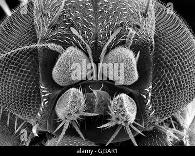 Scanning electron micrograph of a fruit fly eye Stock Photo - Alamy