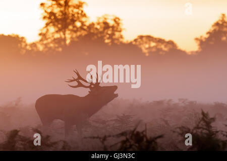Silhouette of red deer stag roaring on a horizon at sunset Stock Photo ...