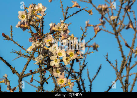 Driedoring (Rhigozum trichotomum) in flower, Kgalagadi Transfrontier ...
