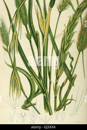 The British grasses and sedges (1858 Stock Photo - Alamy