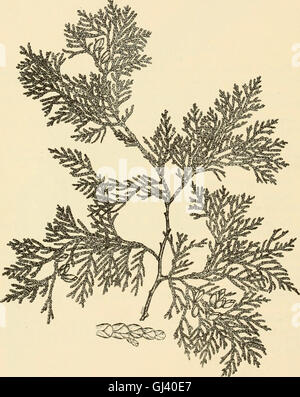 A 1920 publication on the trees of West Virginia, providing a detailed ...