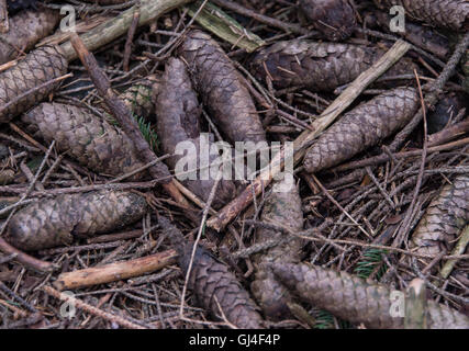 Seebach, Germany. 28th July, 2016. A group of hikers walking through ...
