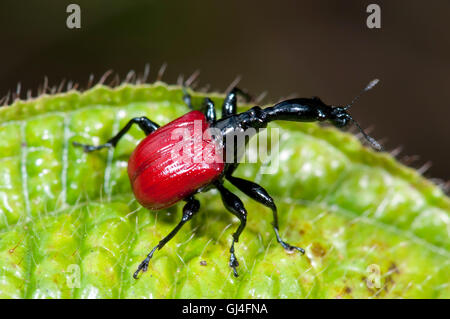 Female, Giraffe Weevil, Trachelophorus giraffa, Sahamalaotra Reserve ...
