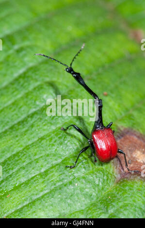Male giraffe weevil (Trachelophorus giraffa) from Andasibe National ...