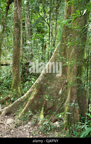 the buttress roots of a large rainforest tree at corcovado national ...
