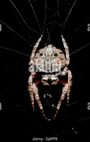 Caerostris darwini, Darwin's Bark Spider Stock Photo - Alamy