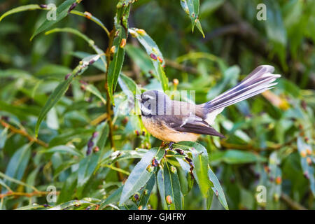 Fantail bird rhipidura fuliginosa perched on a silver fern tree frond ...