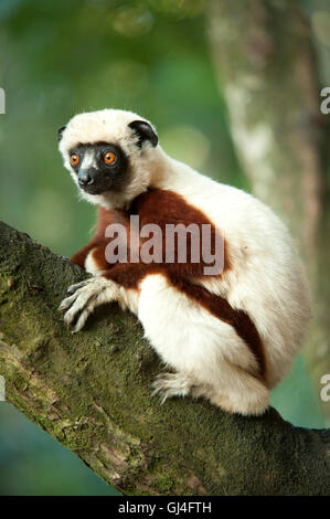 Coquerel’s Sifaka (Propithecus coquereli) is sitting on the tree ...