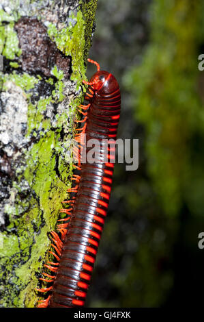Giant Fire Millipede Aphistogoniulus Corallipes Madagascar Stock Photo ...