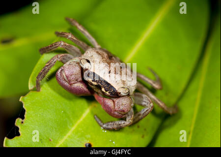 Forest Crab Gecarcinidae sp Madagascar Stock Photo - Alamy