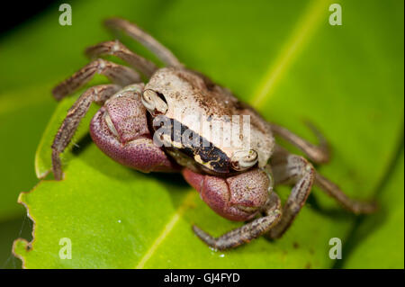 Forest Crab Gecarcinidae sp. Madagascar Stock Photo - Alamy