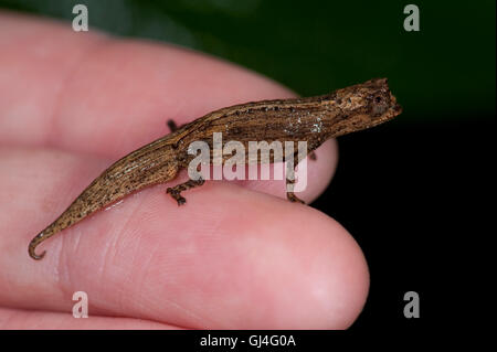 pygmy stump-tailed chameleon, Brookesia minima, Montagne d'Ambre ...