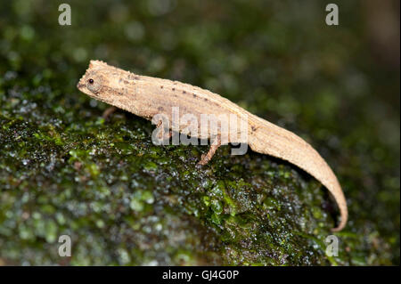 pygmy stump-tailed chameleon, Brookesia minima, Montagne d'Ambre ...