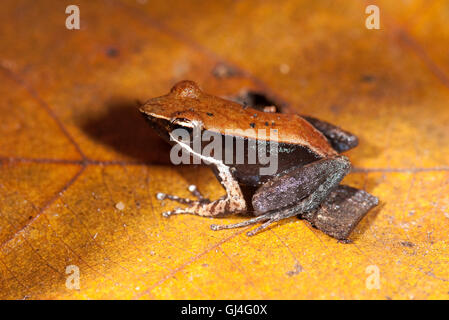 Betsileo Golden Frog, Bronze Mantella, Brown Mantella (Mantella ...