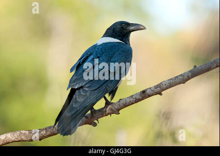 Pied Crow (Corvus albus), perched on a rustic wooden fence overlooking ...