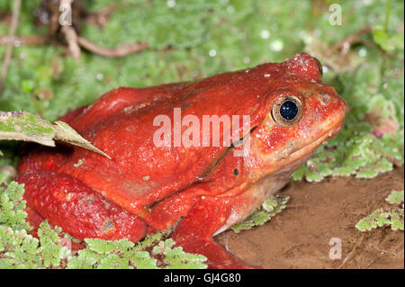 Madagascar tomato frog (Dyscophus antongilii), eastern Madagascar ...