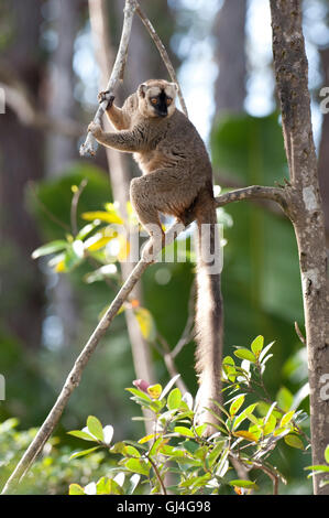 Red-fronted brown lemur (Lemur fulvus rufus}. Photographed in Kirindy ...