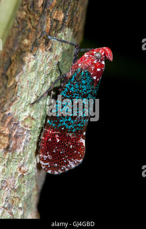 Lantern Bug Fulgoridae Madagascar Stock Photo - Alamy