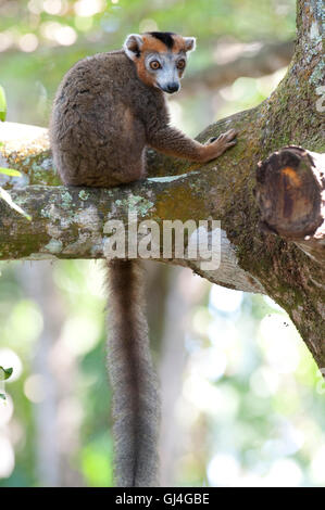 Crowned lemur in tree at Palmarium Reserve, Lake Ampitabe, Eastern ...