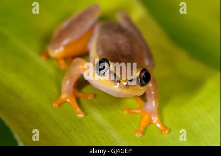 Madagascar reed frog (Heterixalus madagascariensis) blue form ...