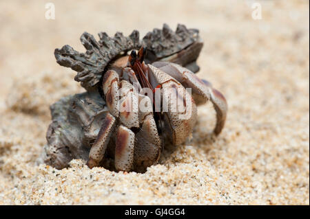 Land hermit crab (Coenobita sp.: Coenobitidae) at night on a beach ...