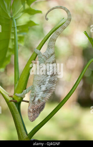 WARTY CHAMELEON (Furcifer verrucosus) on Alluaudia spiny tree Berenty ...