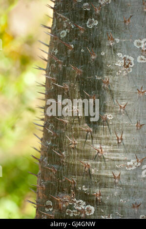 Spiny tree trunk (Pachypodium sp) Berenty Reserve, Madagascar Stock ...