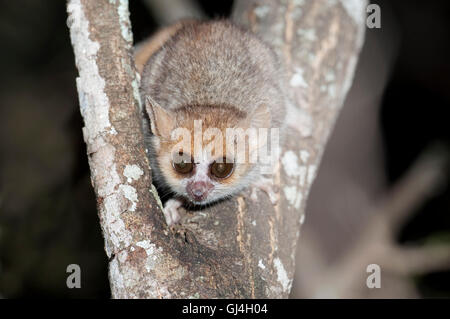 small brown mouse lemur (Microcebus rufus) at night in natural habitat ...