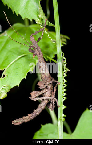 Giant stick insect Stock Photo - Alamy