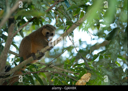 Golden bamboo lemur (Hapalemur aureus) in the bamboo forest, Perinet ...