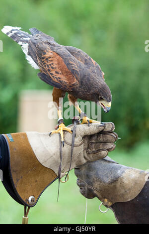 The Art of Falconry with trained bird of prey. Falconer at Malta ...