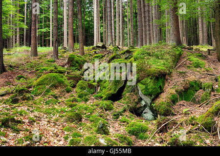 The primeval forest with mossed boulders-HDR Stock Photo - Alamy
