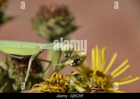 The female praying mantis devouring wasp. The female mantis religios ...